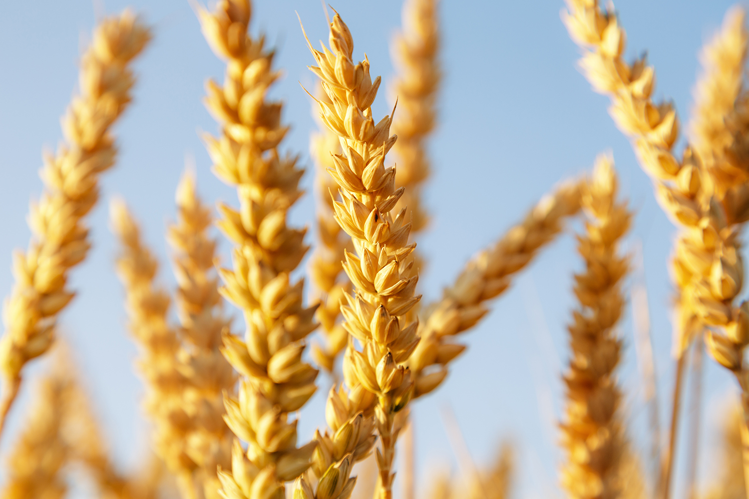 Expect a Harvest | Kenneth Copeland Ministries